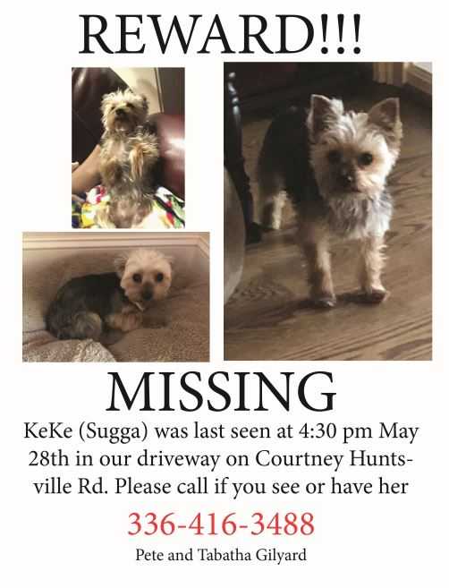 Lost Yorkie found safe, returned to its owners