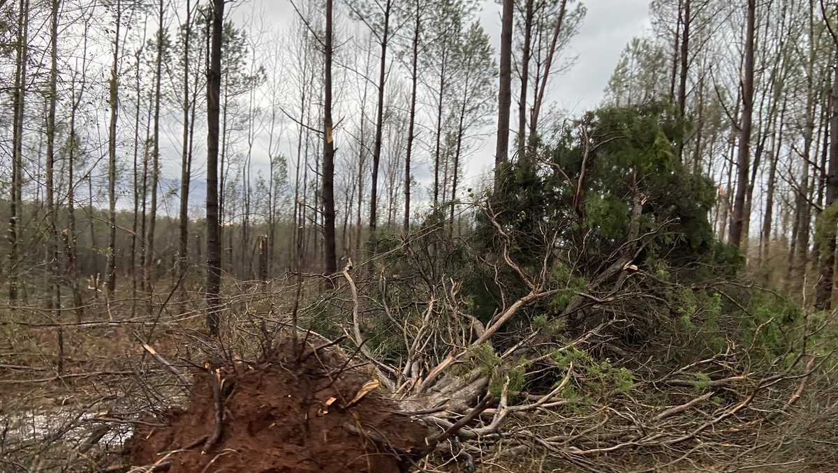 Photos: Damage reported across Alabama from likely tornadoes