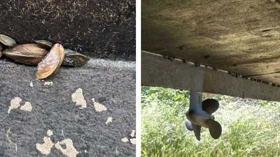 Golden mussels found on boat during inspection at Folsom Lake