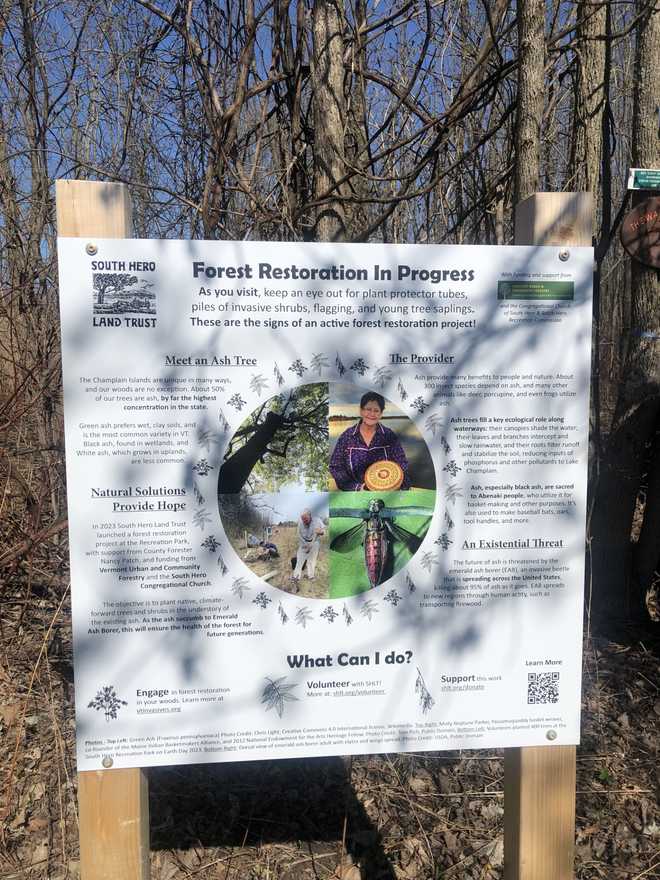 South Hero community helps with forest restoration project on Earth Day