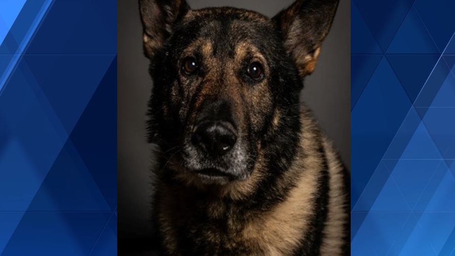 'He enjoyed the work': Fort Mitchell police K9 Tony retires after 7 years