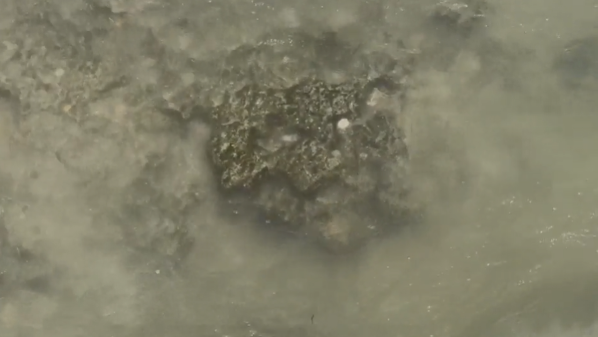 Myrtle Beach: Low tide reveals what could be 100,000-year-old fossils ...