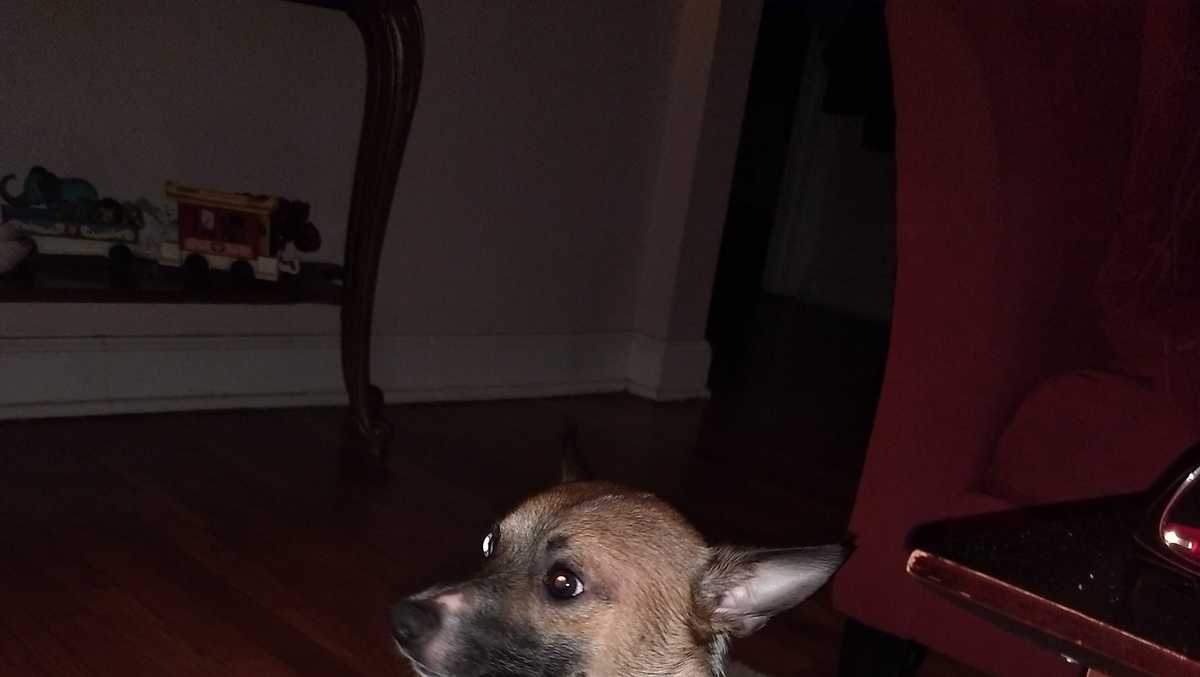 Lost and Found Pets in the WXII 12 Community