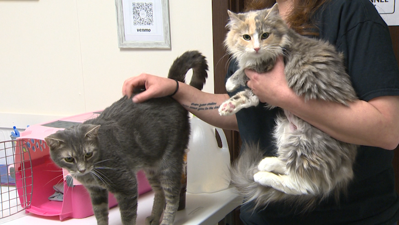 37 cats found abandoned along Westmoreland County trail