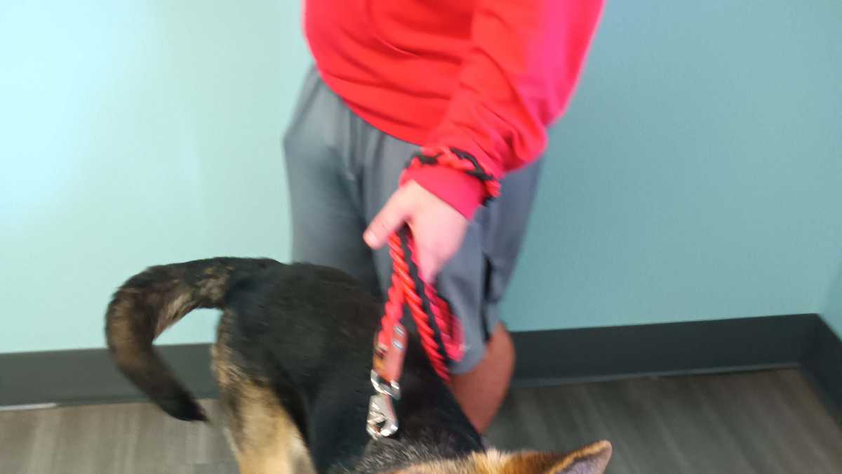 Lost and Found Pets in the WXII 12 Community