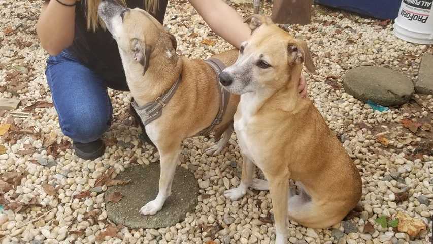 Lost and Found Pets in the WXII 12 Community