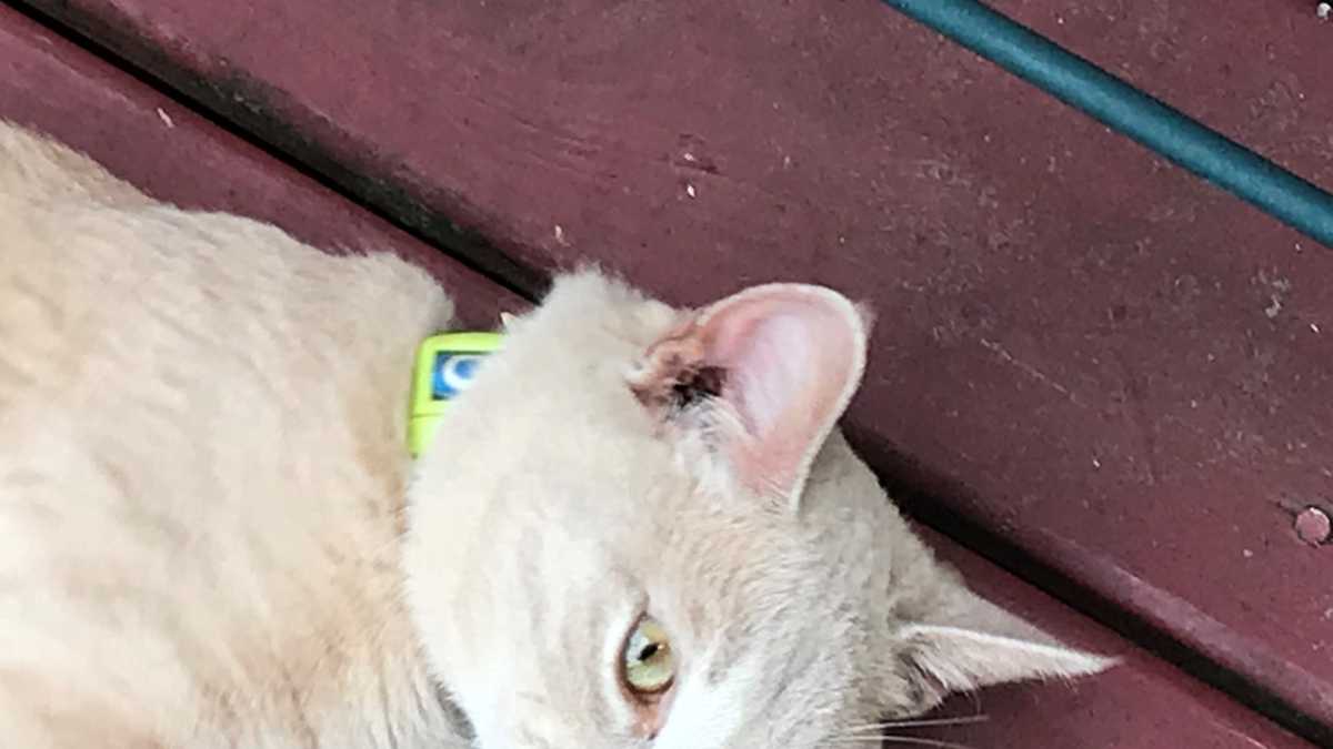 Lost and Found Pets in the WXII 12 Community