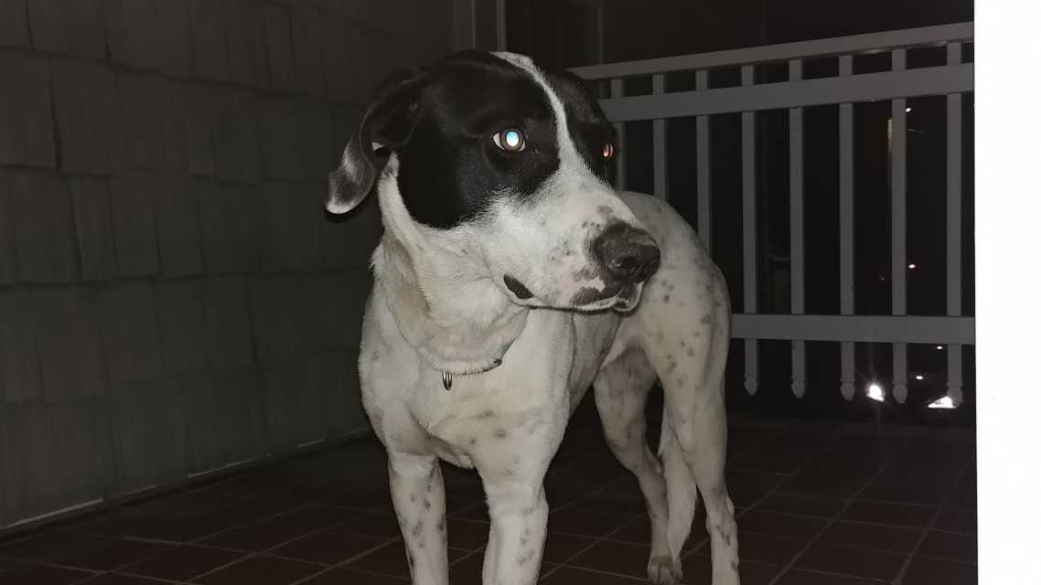 Lost and Found Pets in the WXII 12 Community