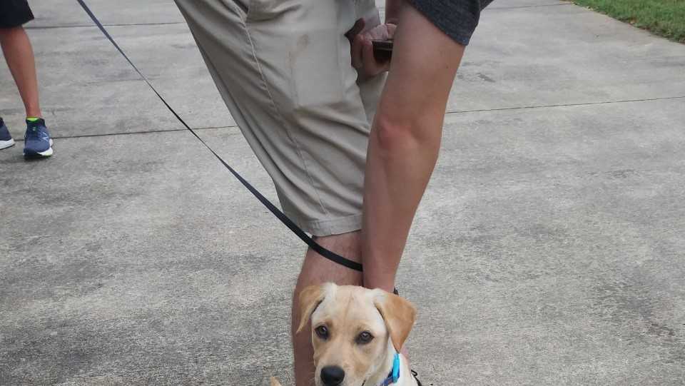 Lost and Found Pets in the WXII 12 Community