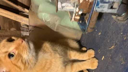 Lost and Found Pets in the WXII 12 Community