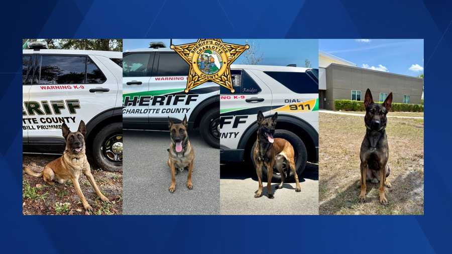 Four Charlotte County Sheriff's Office K-9s will receive protective vests from nonprofit