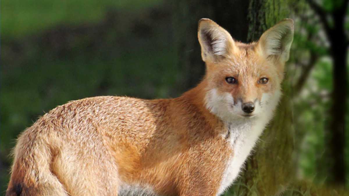 Lincoln Animal Control: Fox tests positive for rabies