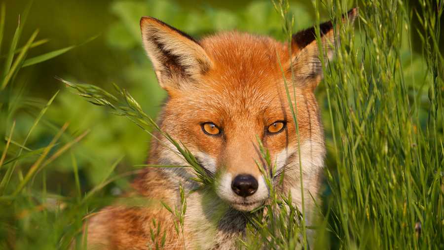 Rabid fox confirmed in Westport after multiple attacks