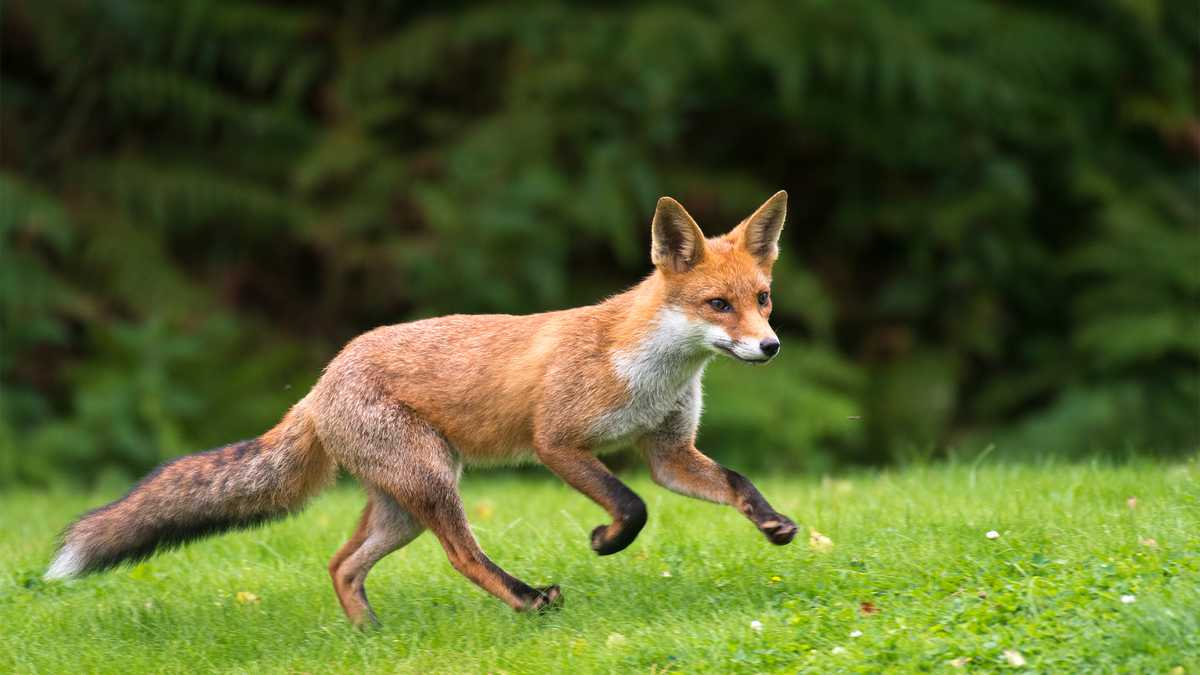 Health officials warn of aggressive fox