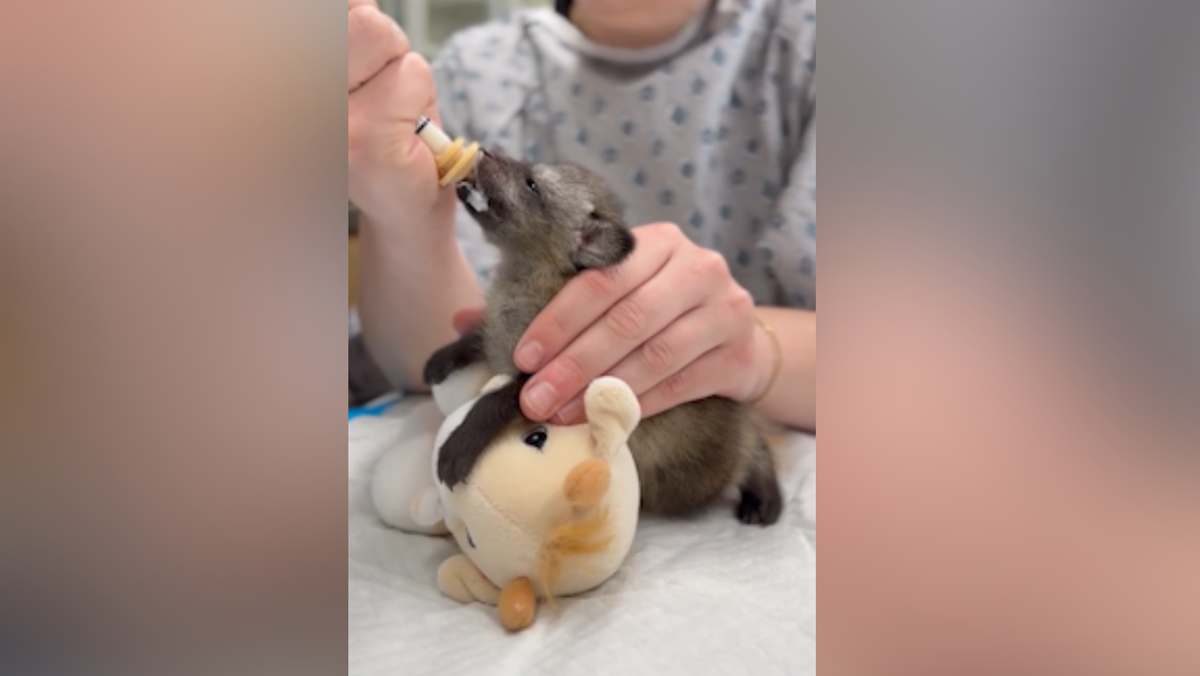 VIDEO: Cincinnati Zoo animal care staff helps feed week-old bat-eared ...