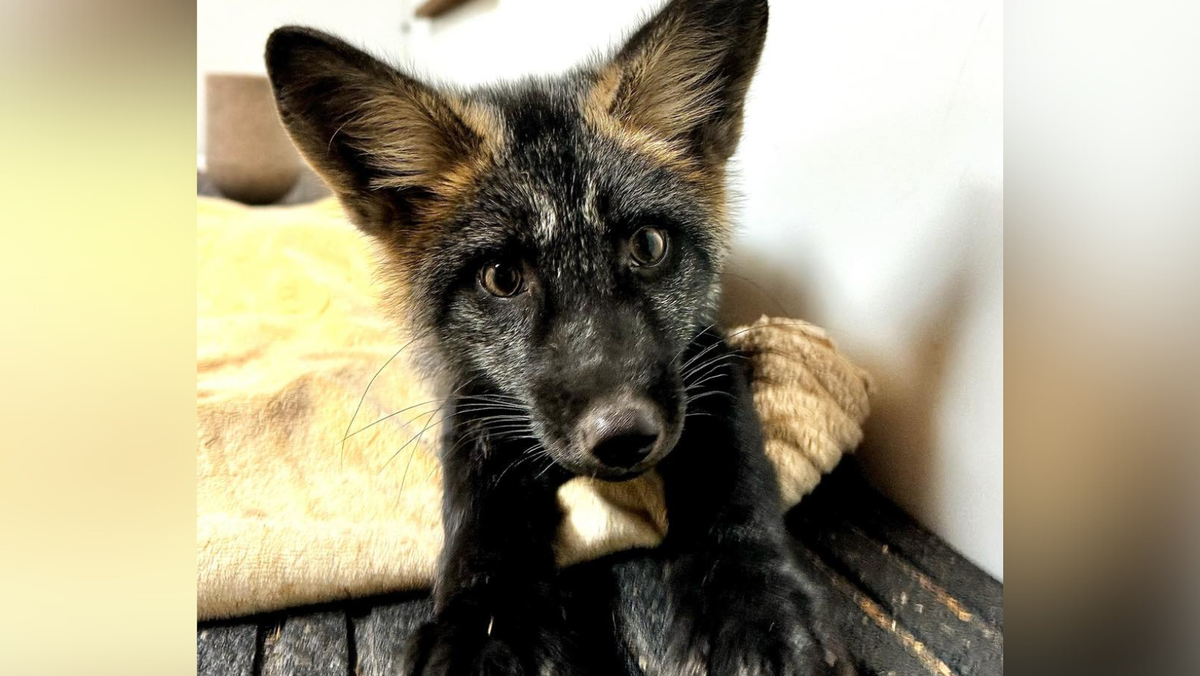 Once left abandoned in a box, red fox now to become ambassador animal ...