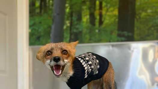 Fox snared by illegal trap in Mass. recovering after having leg amputated