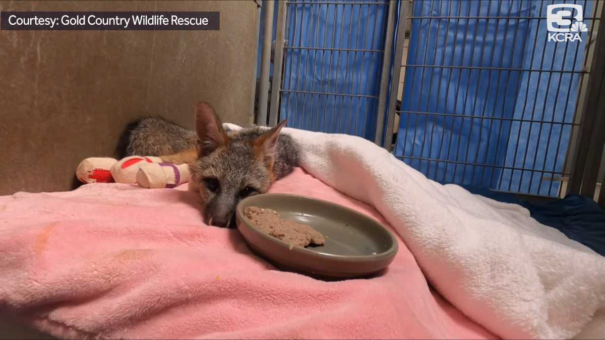 Video: Fox burned in Butte County wildfire released back into the wild