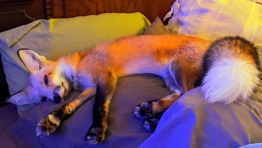 Gov. Sununu steps in to help save fox from possible euthanization