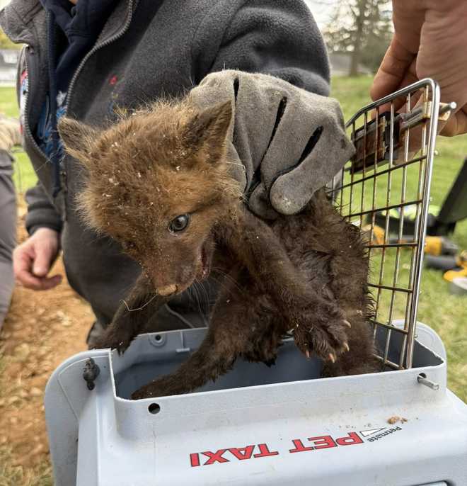 Pa. firefighters rescue baby foxes stuck in drainage pipe