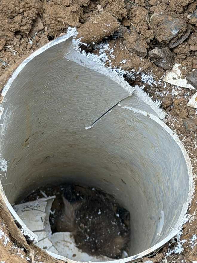 Pa. firefighters rescue baby foxes stuck in drainage pipe