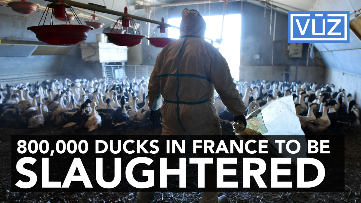 France orders slaughter of 800,000 ducks
