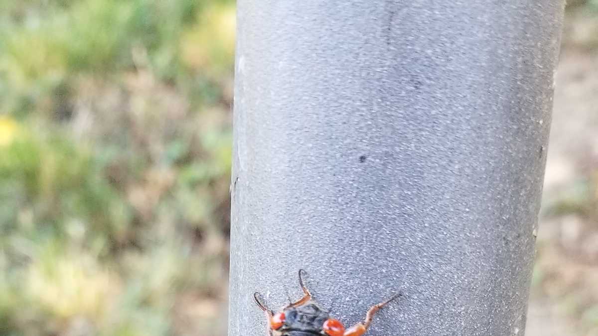 Photos: See the Brood X Cicadas emerging in Maryland