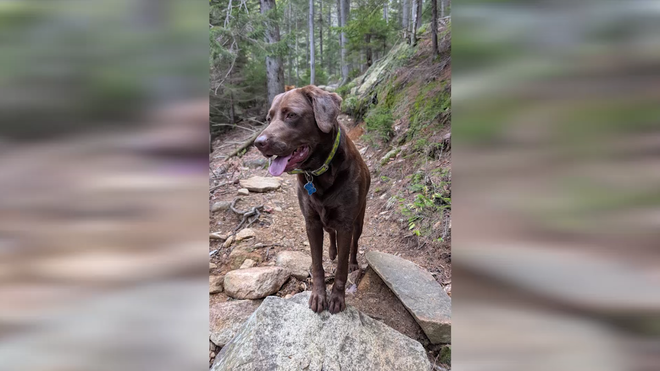 Woman gives testimony after dog killed on school grounds