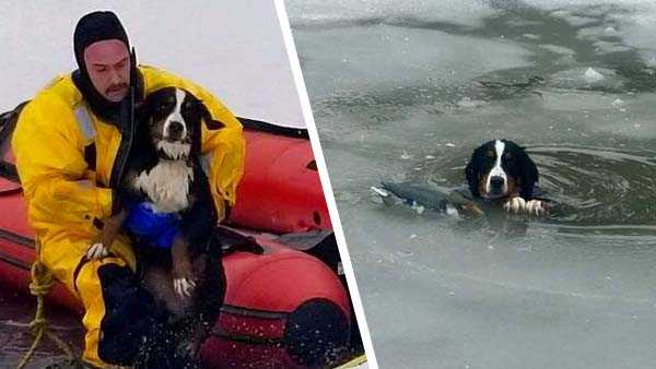 Firefighters rescue dog who fell through ice on frozen pond