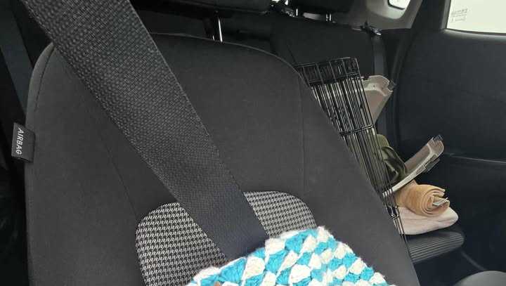 Abandoned French bulldog found near California airport