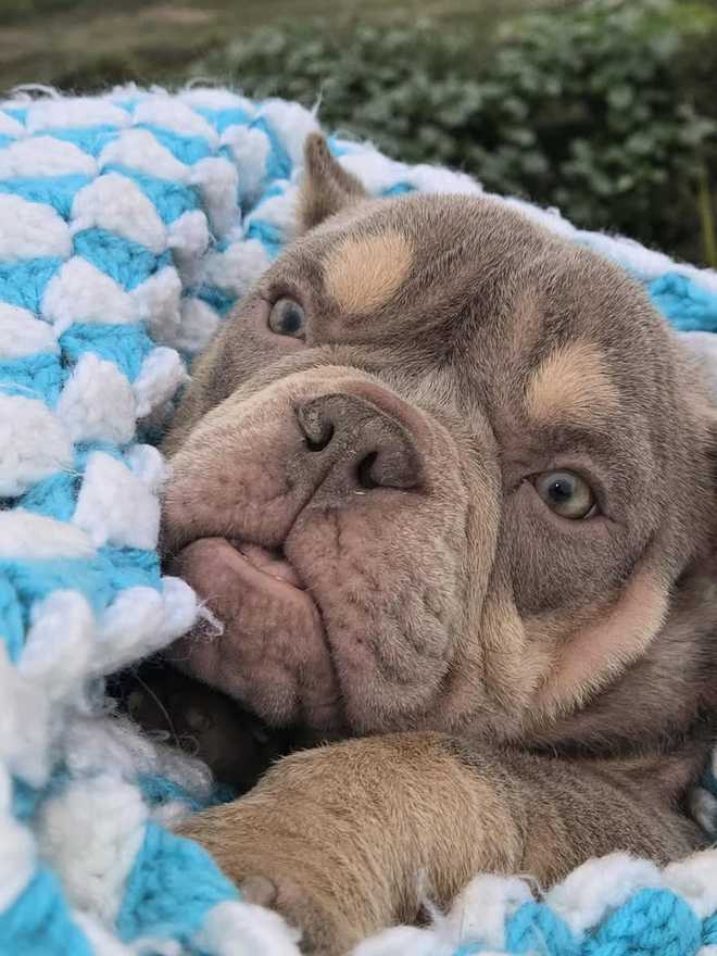 Abandoned French bulldog found near California airport