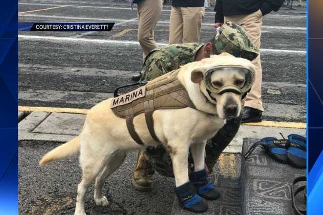 Meet the incredible rescue dog in Mexico that helps with search efforts
