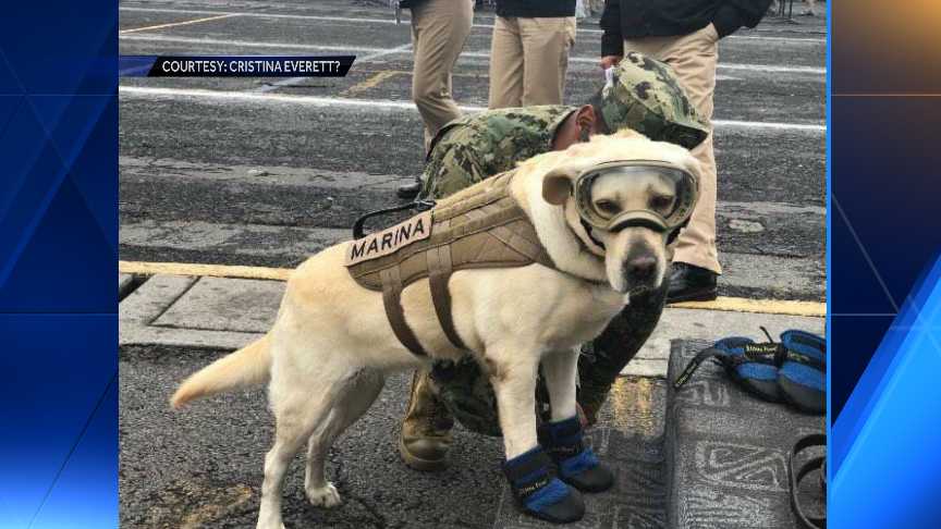 Meet the incredible rescue dog in Mexico that helps with search efforts