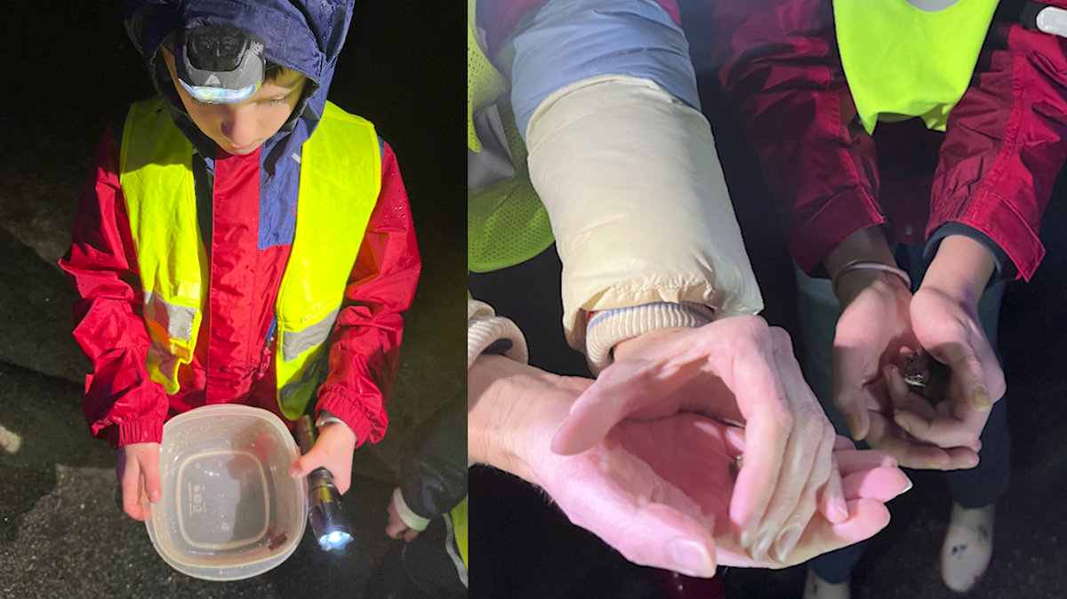 Frogs are making their annual migration to mate in Maine