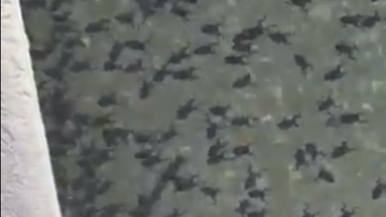 Hundreds of frogs take up residence on Clermont woman’s porch