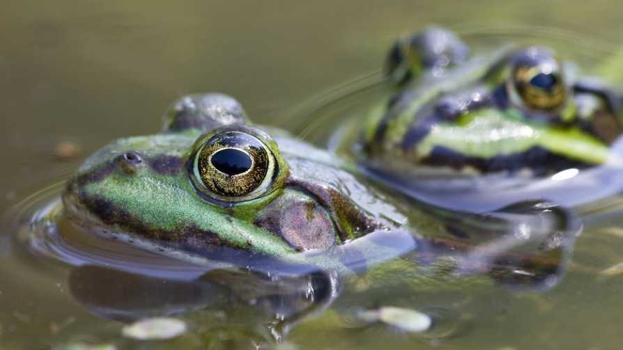 Frog/toad population explosion accompanies hurricane