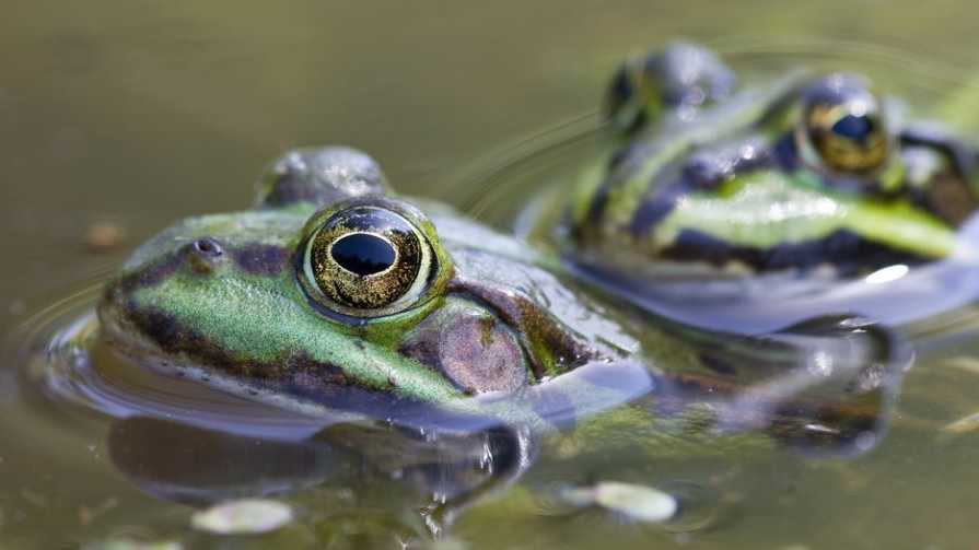 Frog/toad population explosion accompanies hurricane
