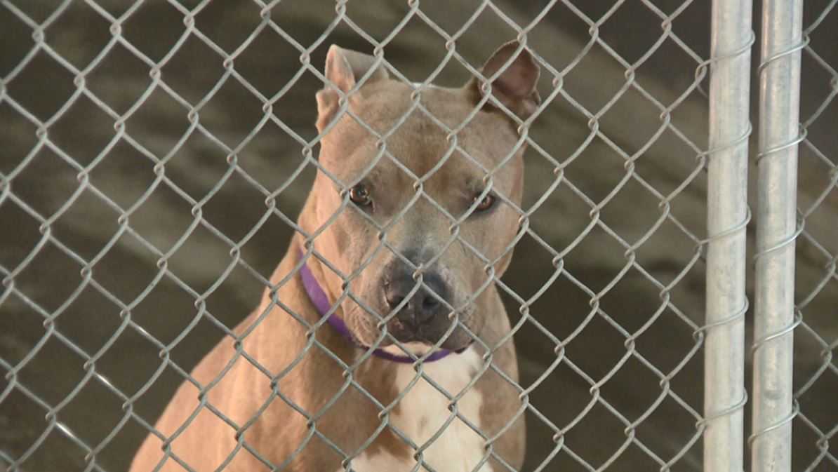 Front Street Animal Shelter pauses dog intake amid concerns of Strep Zoo