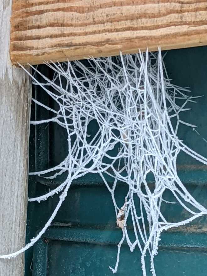 Rime ice, freezing fog decorate southeast Wisconsin