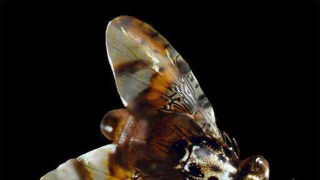 Scientists still aren't sure how fruit flies can drink so much alcohol