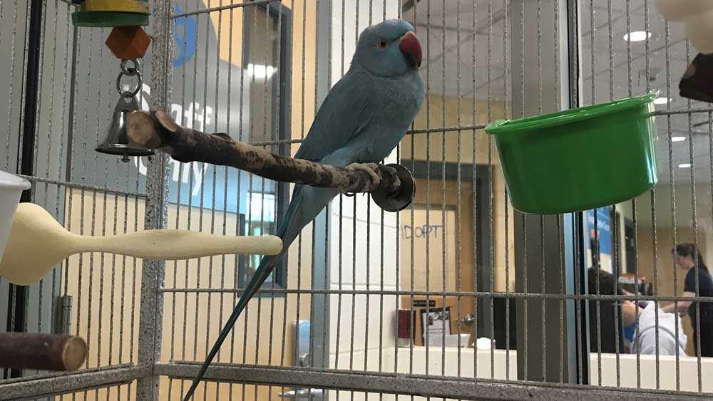Rare Indian Ring-Necked Parakeet rescued by the MSPCA
