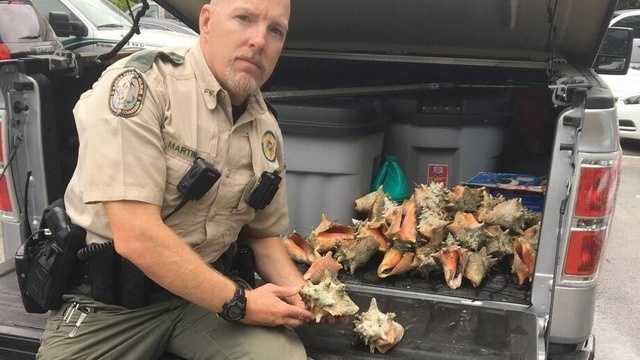 Woman thrown in jail for collecting seashells from the shore in Florida ...