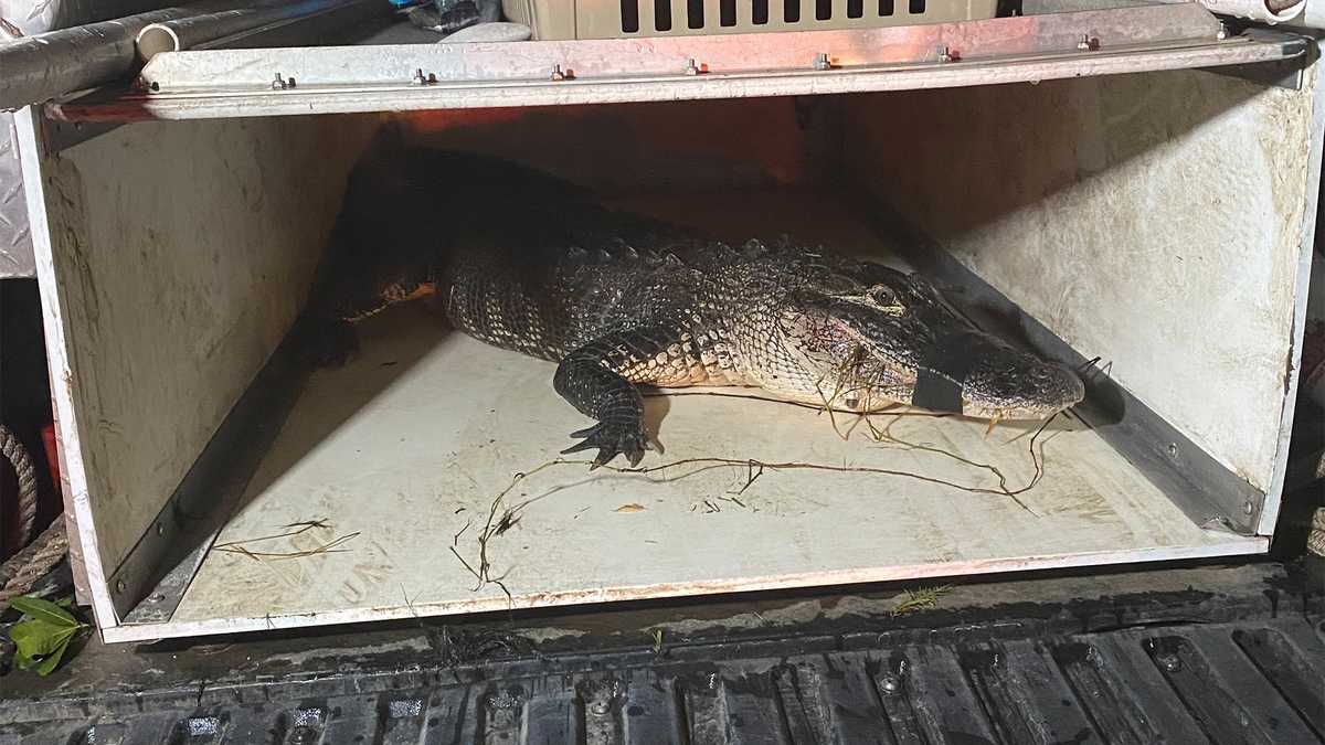 Woman injured after gator attack in North Fort Myers