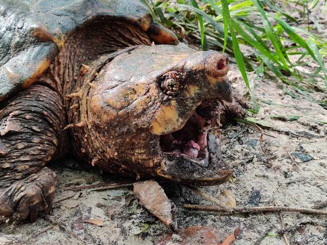 Trappers capture 100-pound Suwanee alligator snapping turtle Trappers capture 100-pound Suwanee alligator snapping turtle