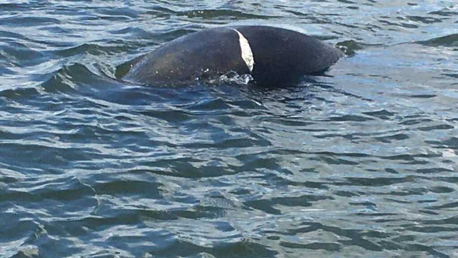 Volusia County manatee seriously hurt, likely by boat