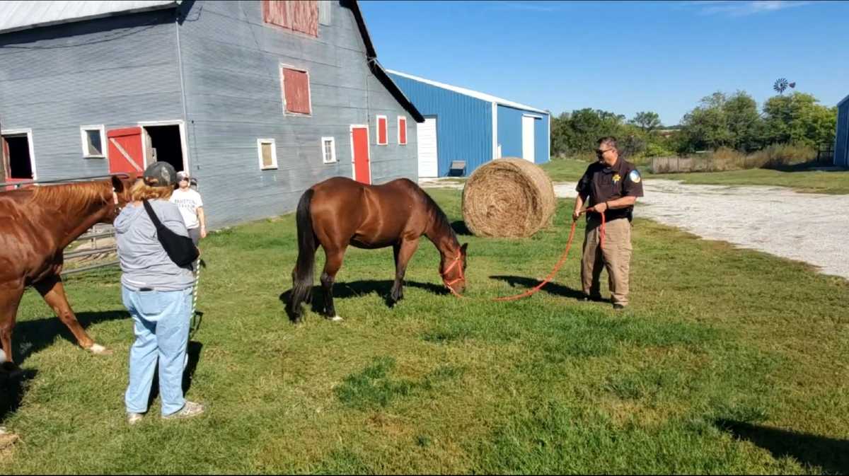 Nebraska authorities move horses in neglect case to rescue
