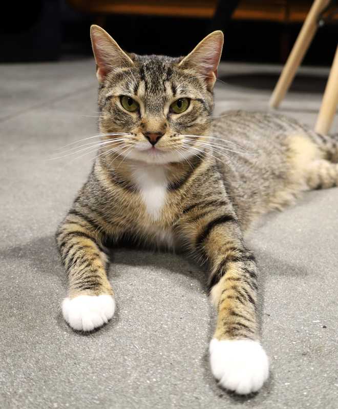 Orlando Cat Café cares for adoptable cats