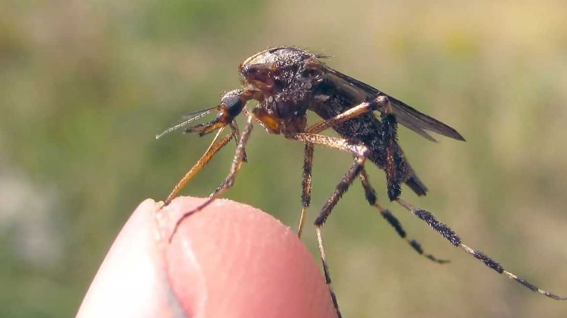 Mega mosquitoes, up to 20 times larger than normal, follow Florence flooding