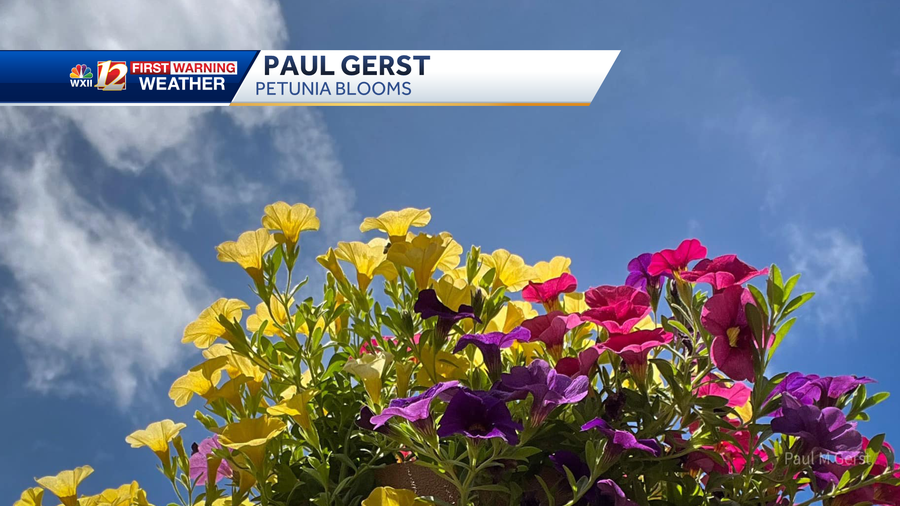 North Carolina: Where to buy plants, flowers at low costs