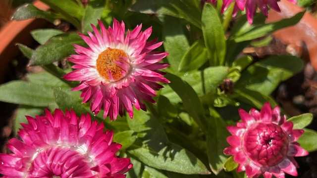 North Carolina: Where to buy plants, flowers at low costs